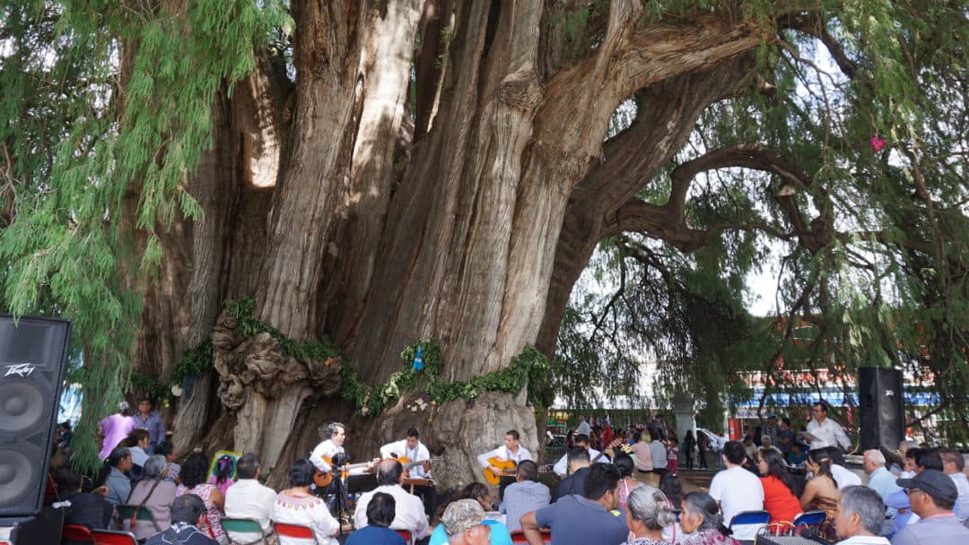 Arbol del Tule (Tule Tree) in Oaxaca