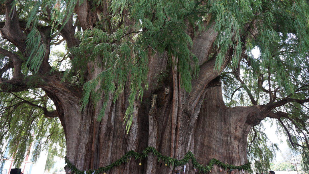 Arbol del Tule (Tule Tree) in Oaxaca