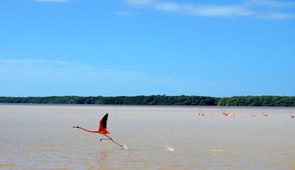 See Thousands of Flamingos in Celestun, Mexico
