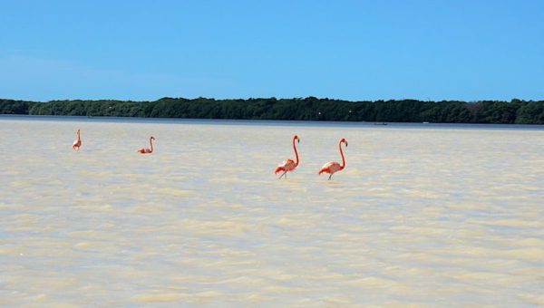 See Thousands of Flamingos in Celestun, Mexico